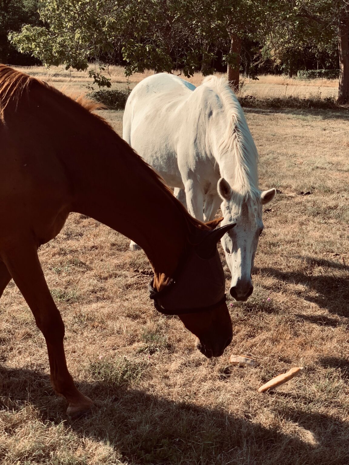 Understand Your Horse’s Body Language - COMBI RIDE