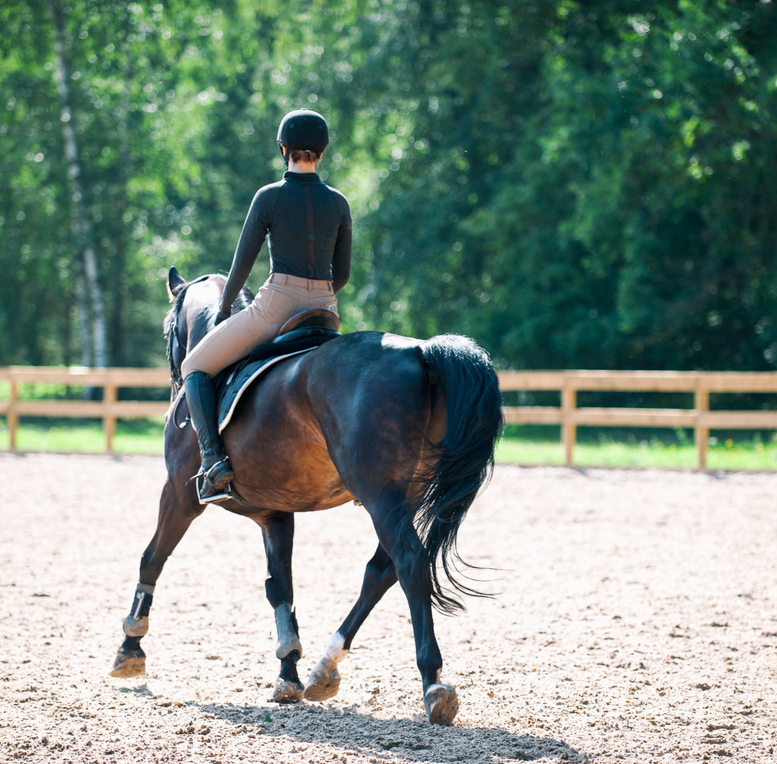 What is a Stifle Injury in Horses? - COMBI RIDE