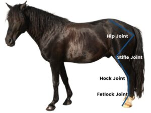 What is a Stifle Injury in Horses? - COMBI RIDE